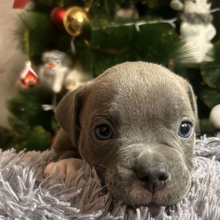 Американский булли, щенок