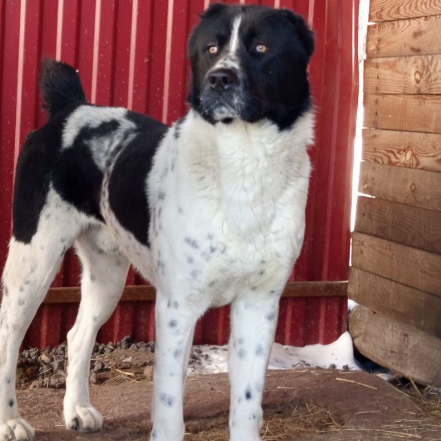 Среднеазиатская овчарка, вязка