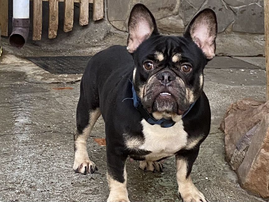 Француженка - в добрые руки