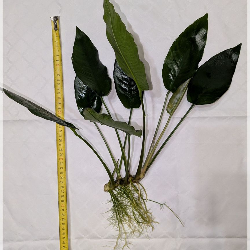 Растение аквариумное Анубиас