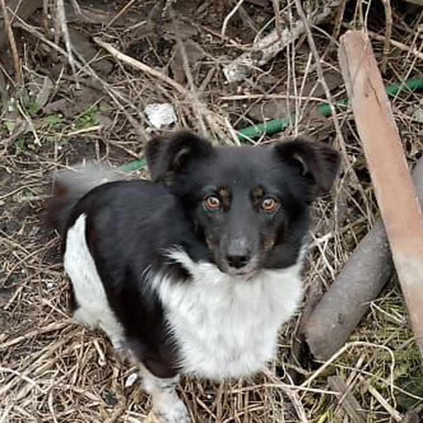 Взрослая собака в добрые руки