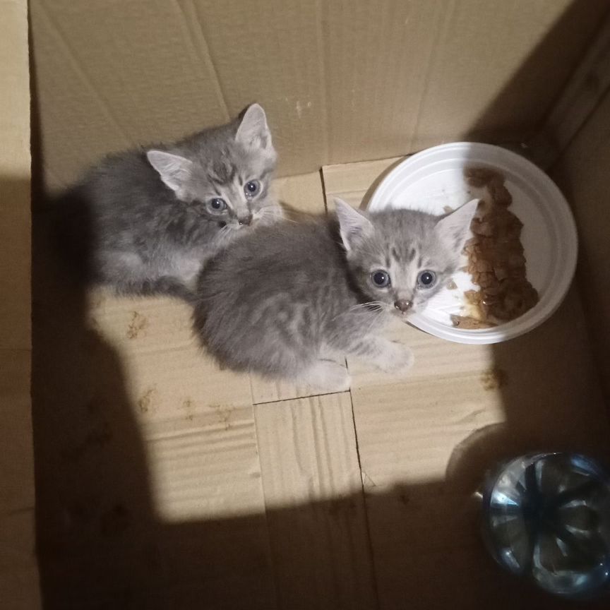 Котята в добрые руки