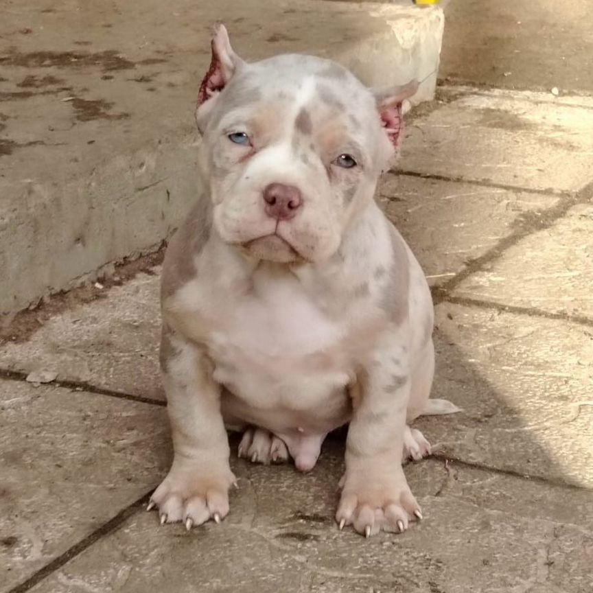 Американский булли покет на высокой границе