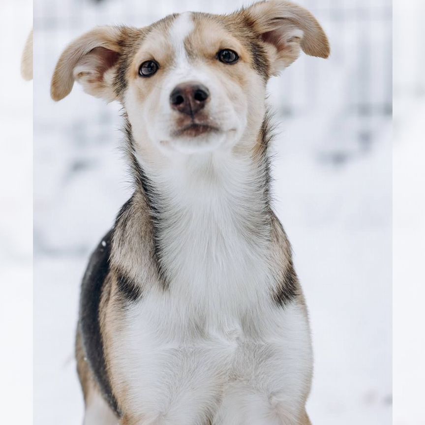 Щенок в добрые руки