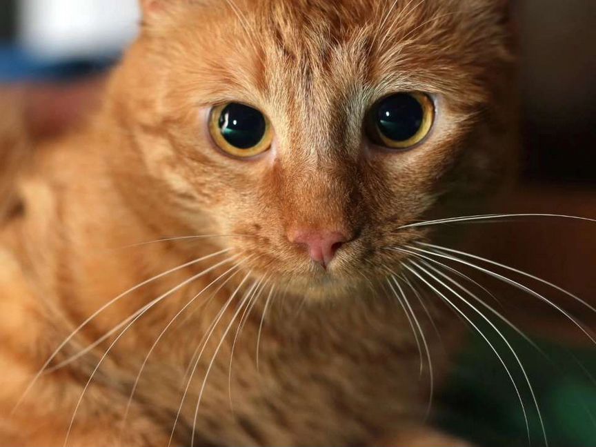Рыжий кот из приюта,огненно рыжий кот