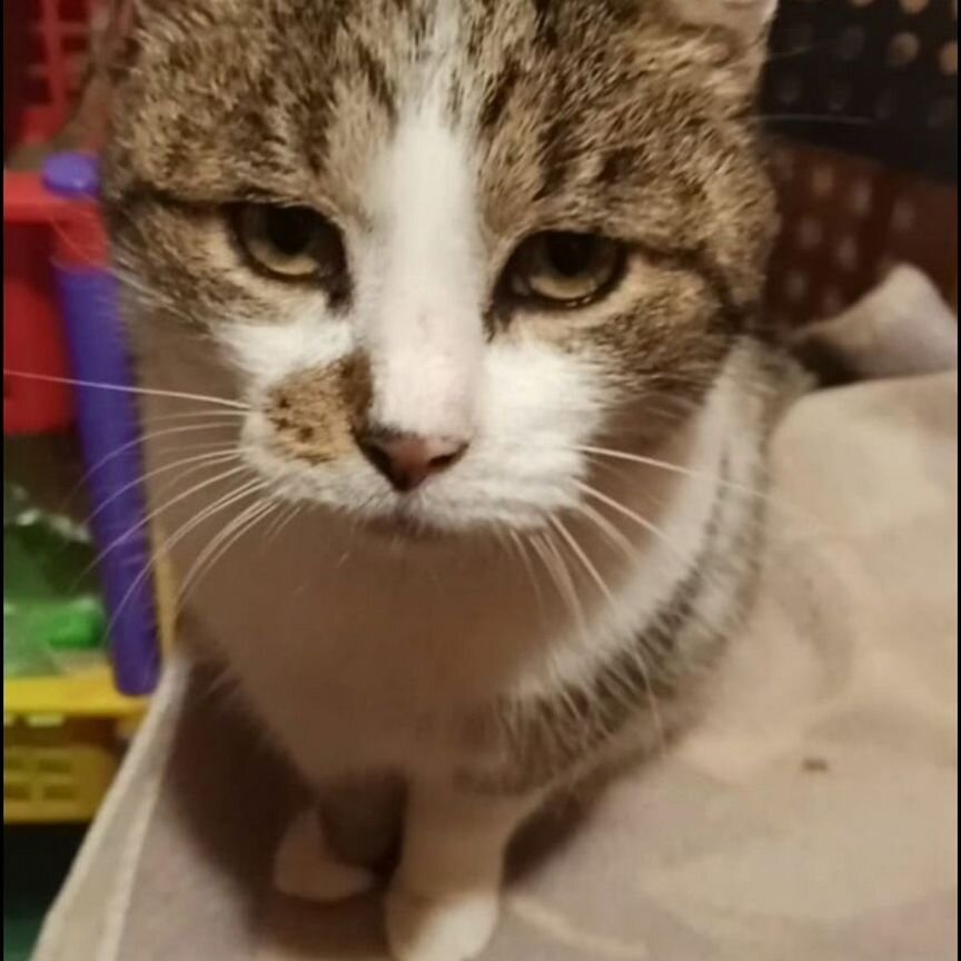 Котя
