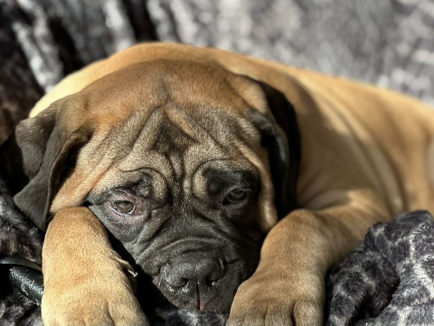 Щенок бульмастифа