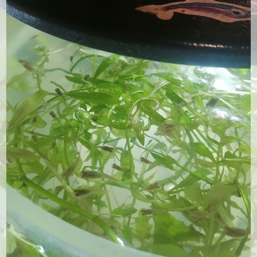 Мальки гуппи