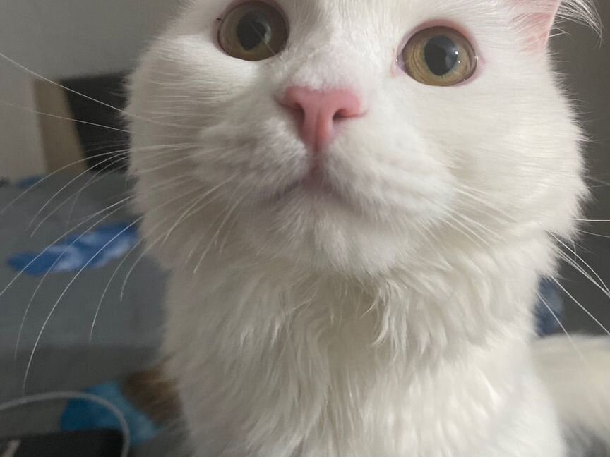 Отдам кота в добрые руки