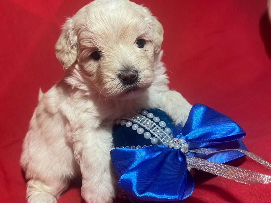 Щенки мальтипу f1 мини, 2 мес