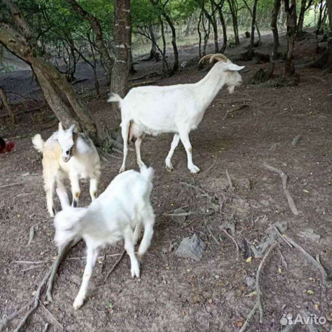 Козлята
