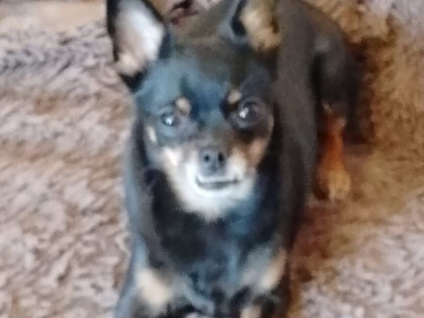 Собачка Гретта