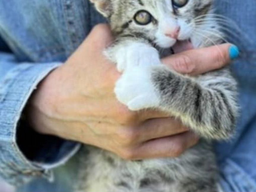 Котëнок