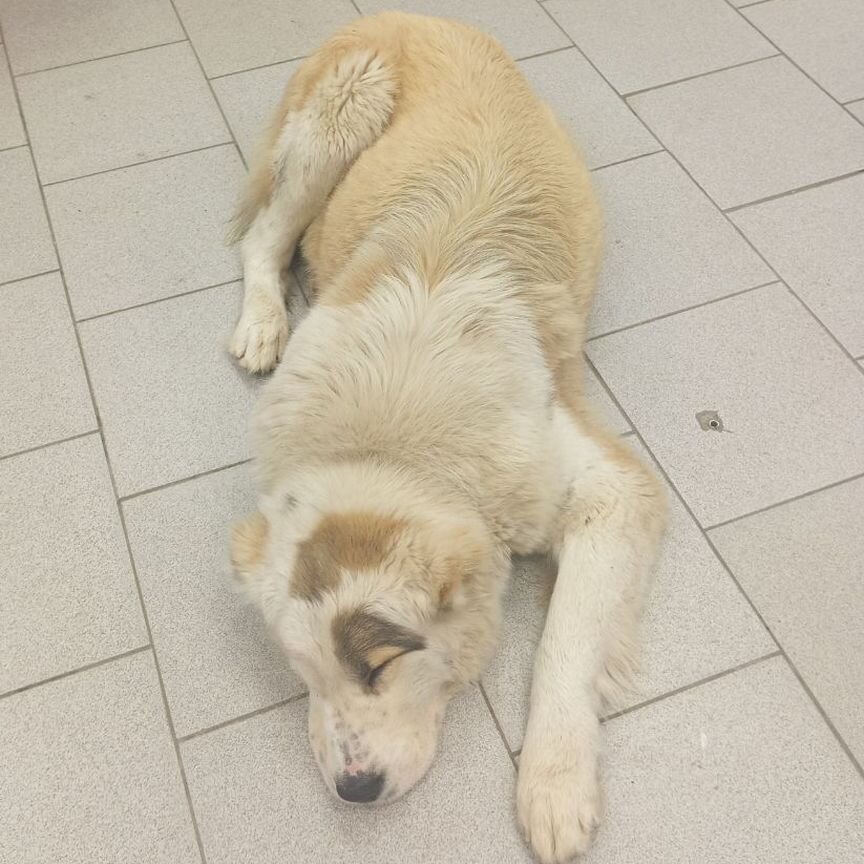 Среднеазиатская овчарка, щенок