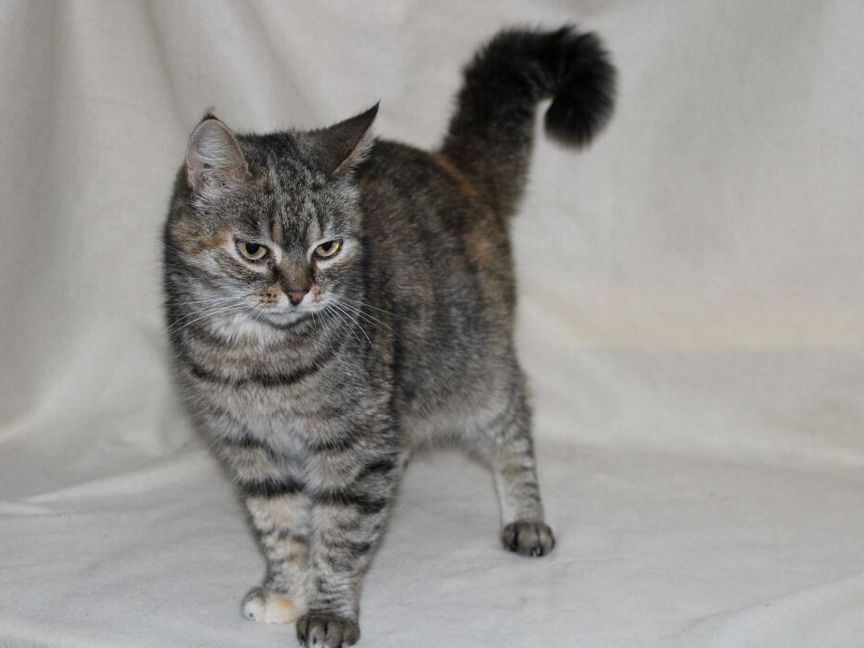 Пампуша ищет семью (3г., стерилизована)