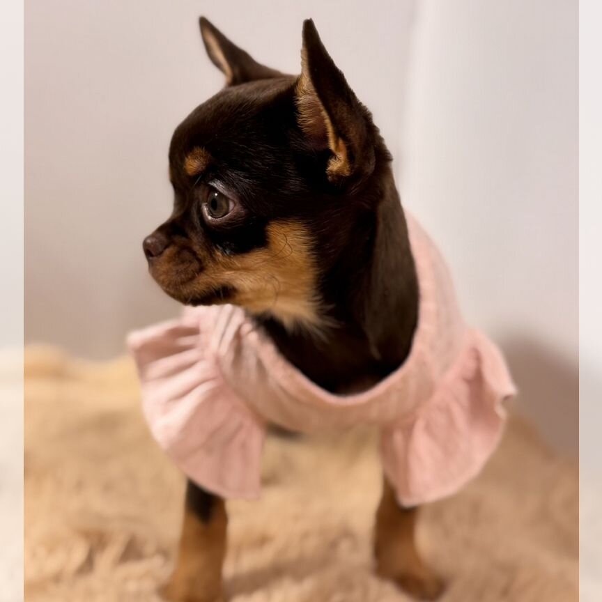 Чихуахуа, щенок