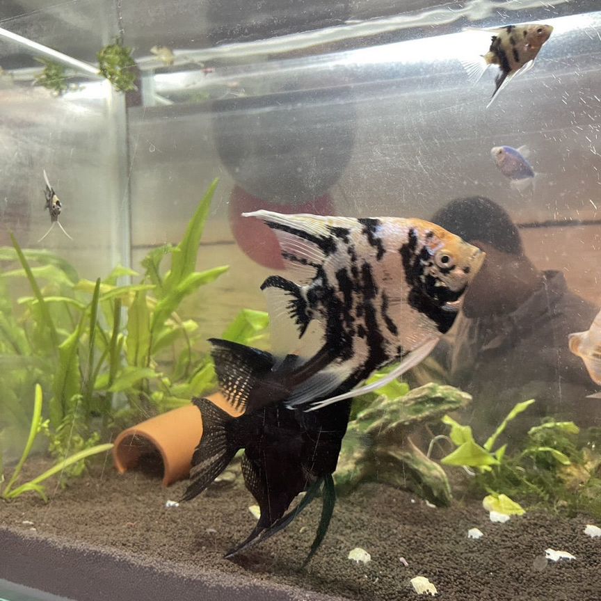 Аквариум 74 литра