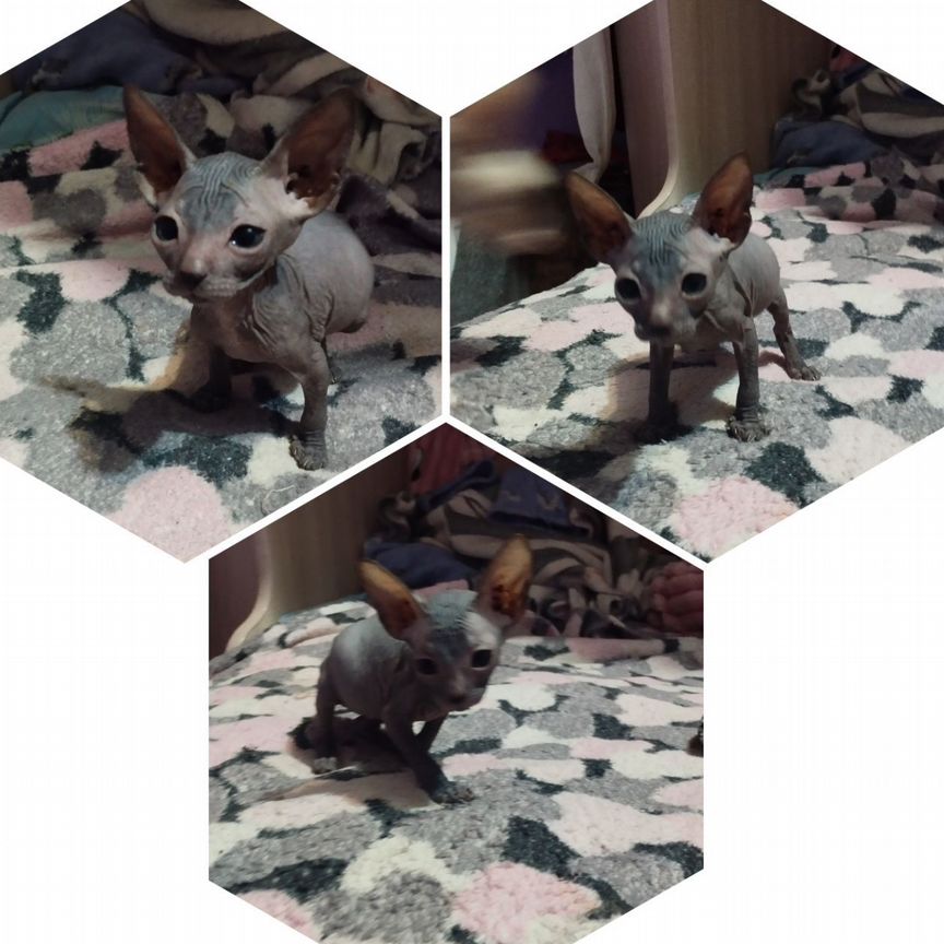 Донской сфинкс котёнок