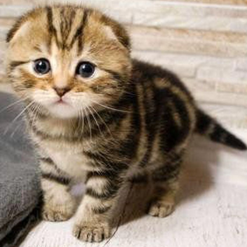 Британский короткошёрстный котёнок