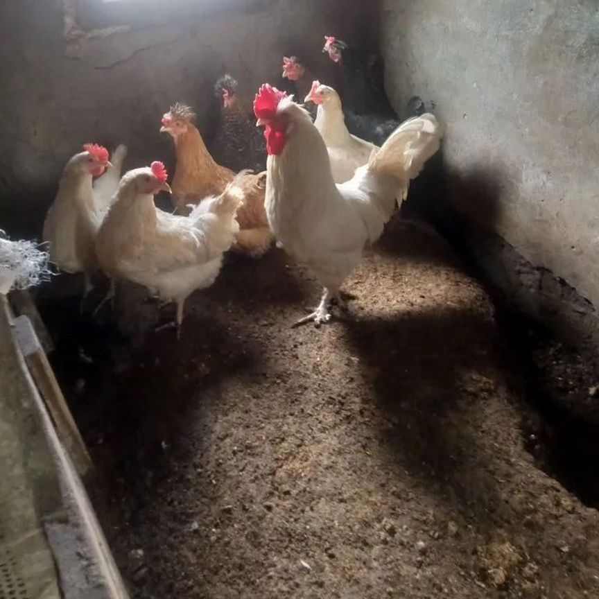 Куры несушки домашние