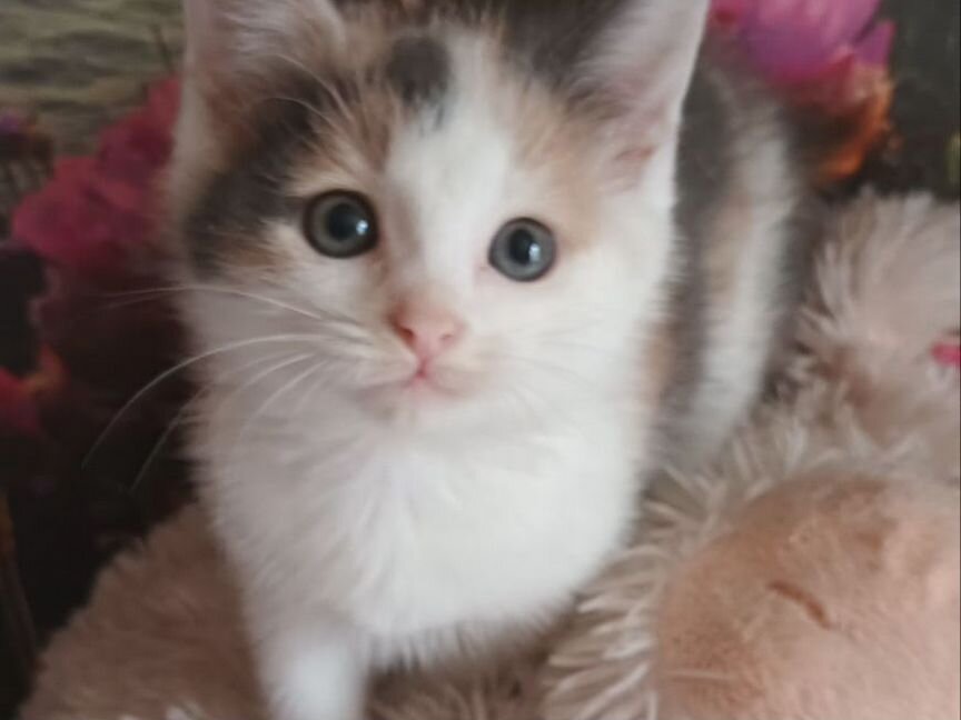 Маленькая принцесса 1.2 мес