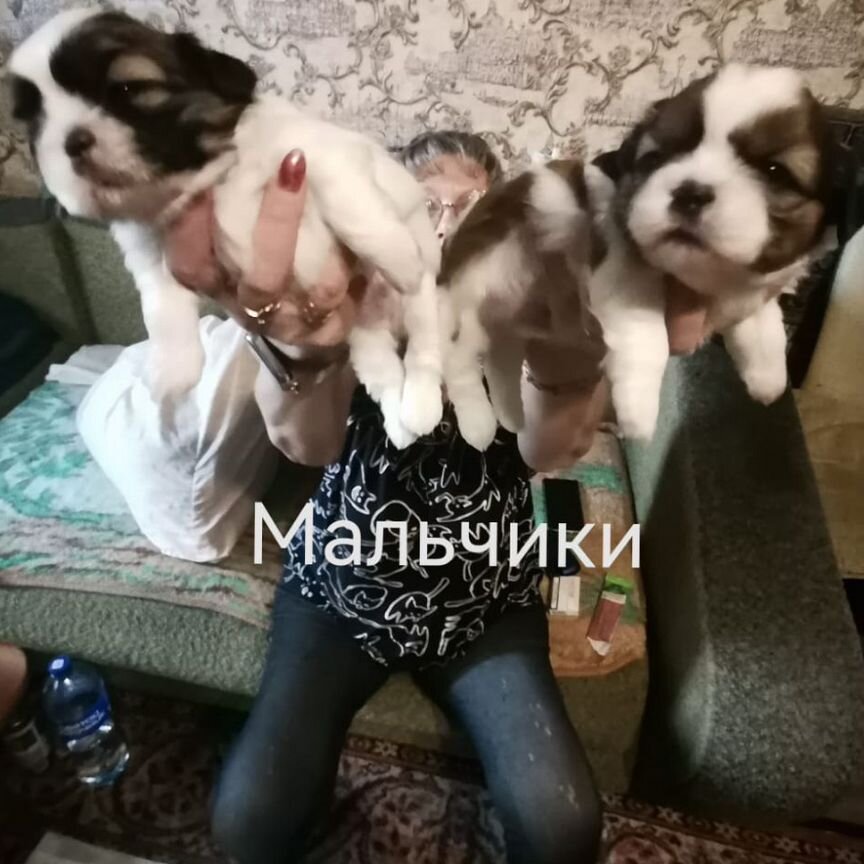 Щенки ши-тцу Москва