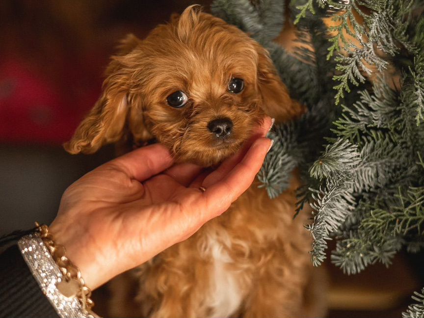 Очаровательная девочка Алиса