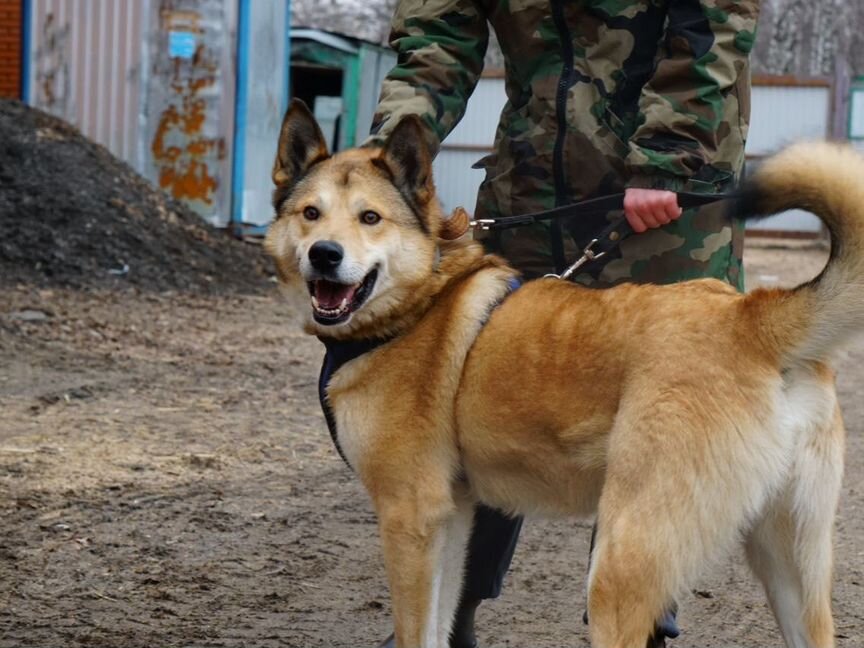 Собака в добрые руки бесплатно