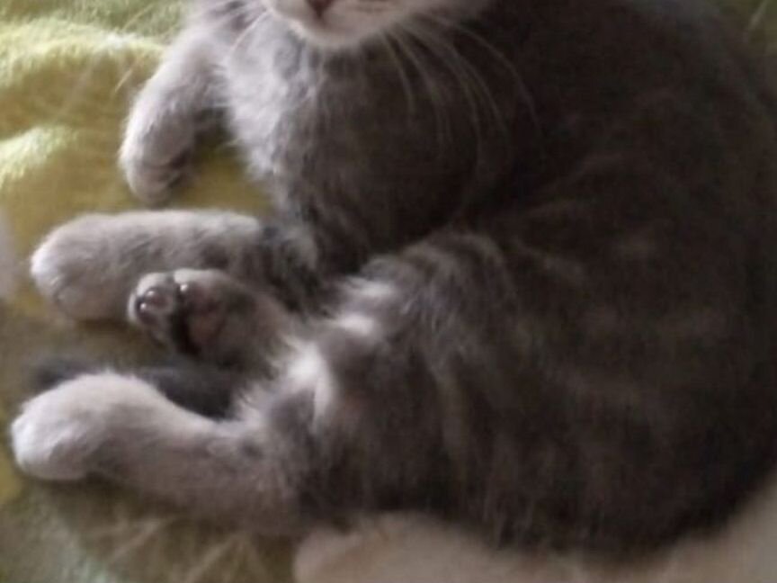 Британец, красавчик, 2мес