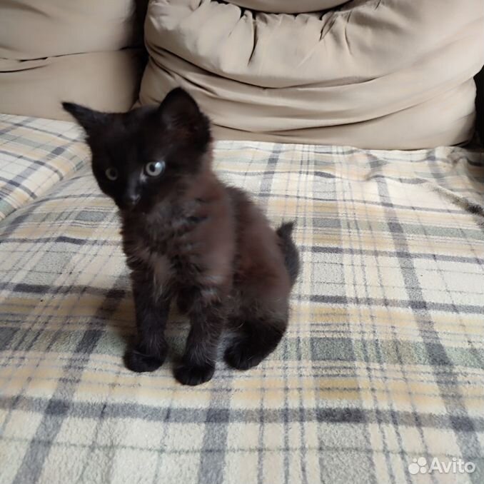 Отдам в добрые руки кошечку, 1,5 месяца