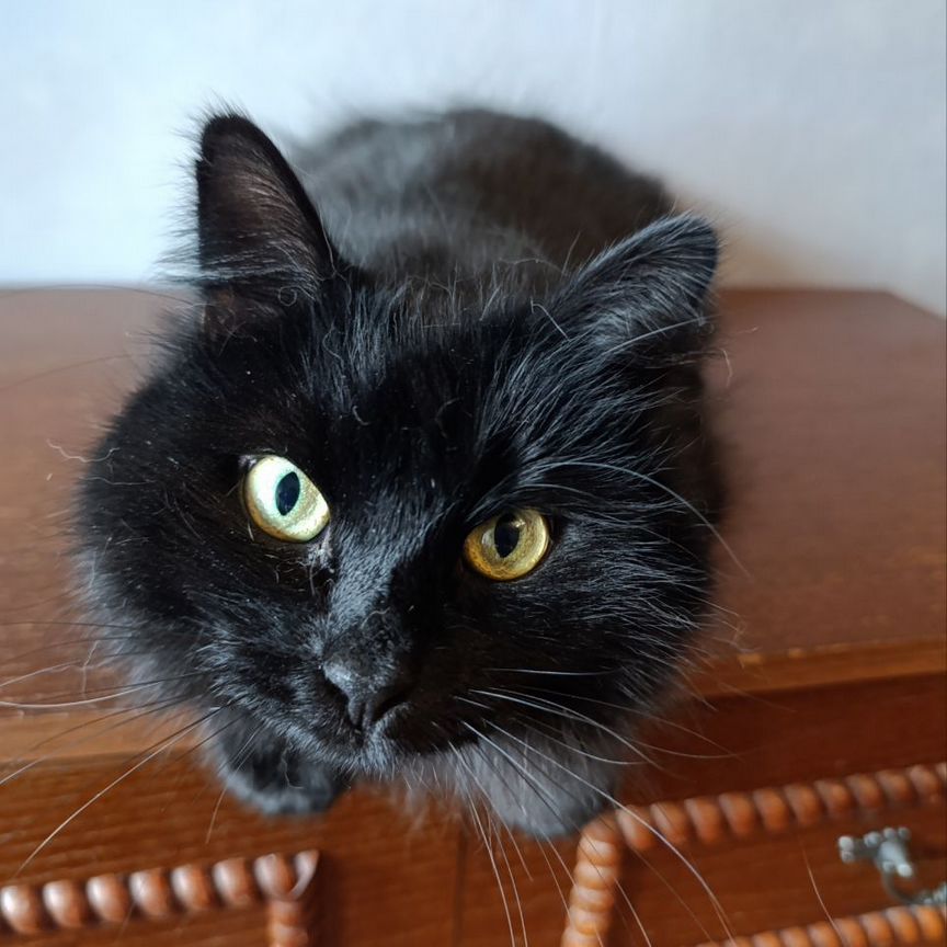 Кошка в добрые руки