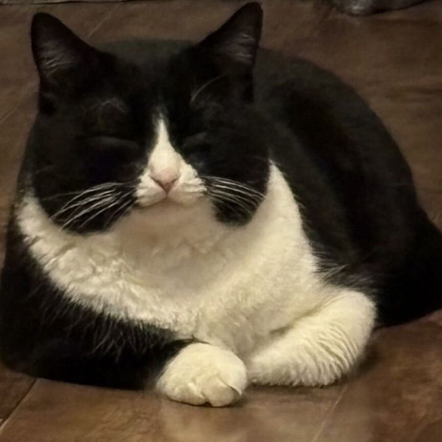 Взрослый кот в добрые руки