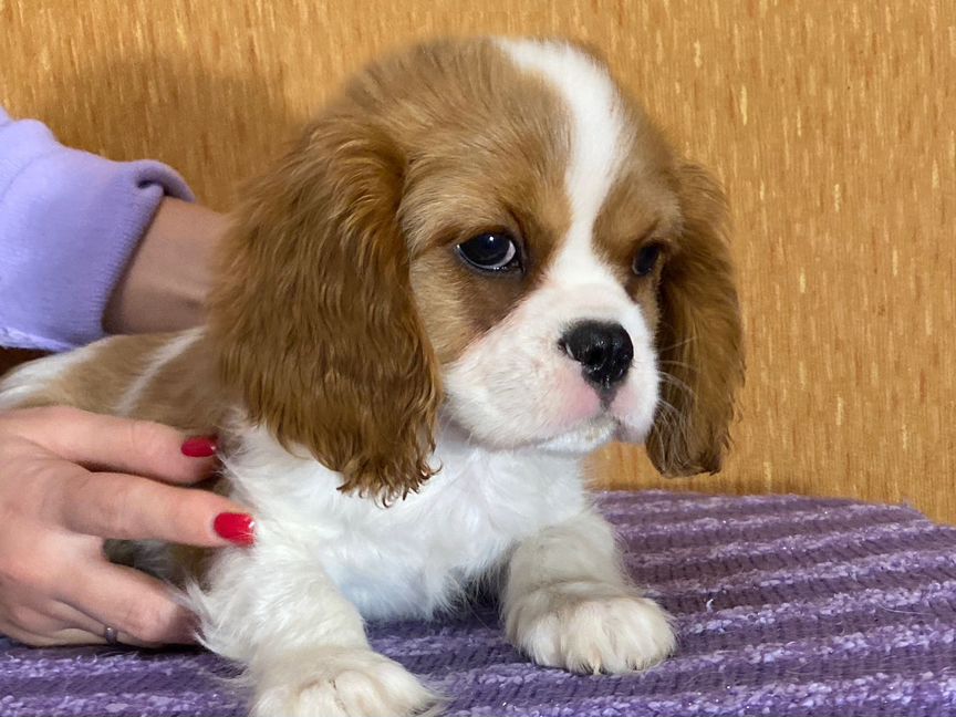 Щенки кавалер кинг чарльз спаниель