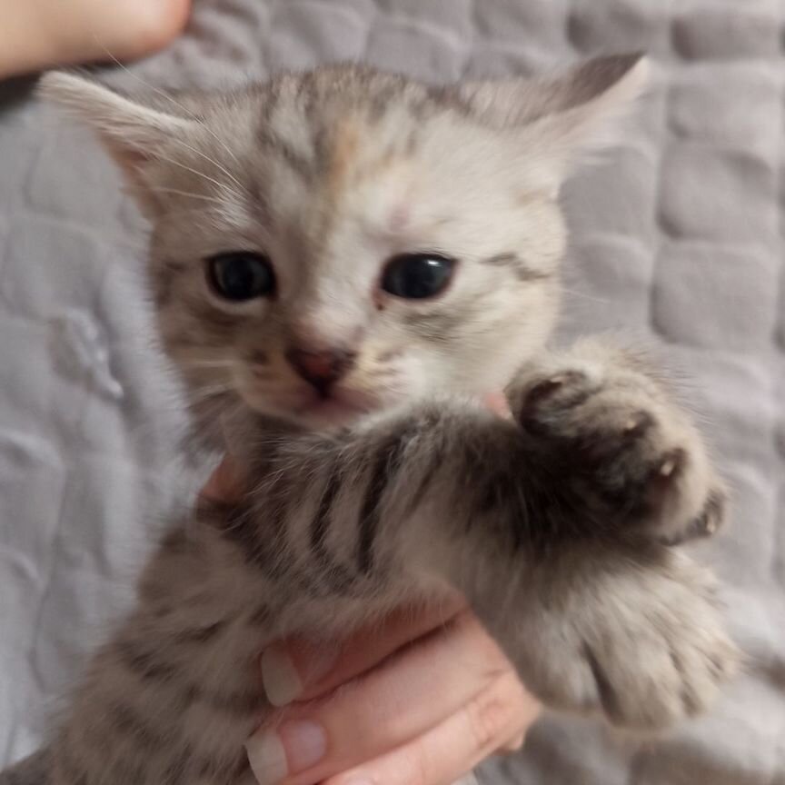 Сиамский котёнок