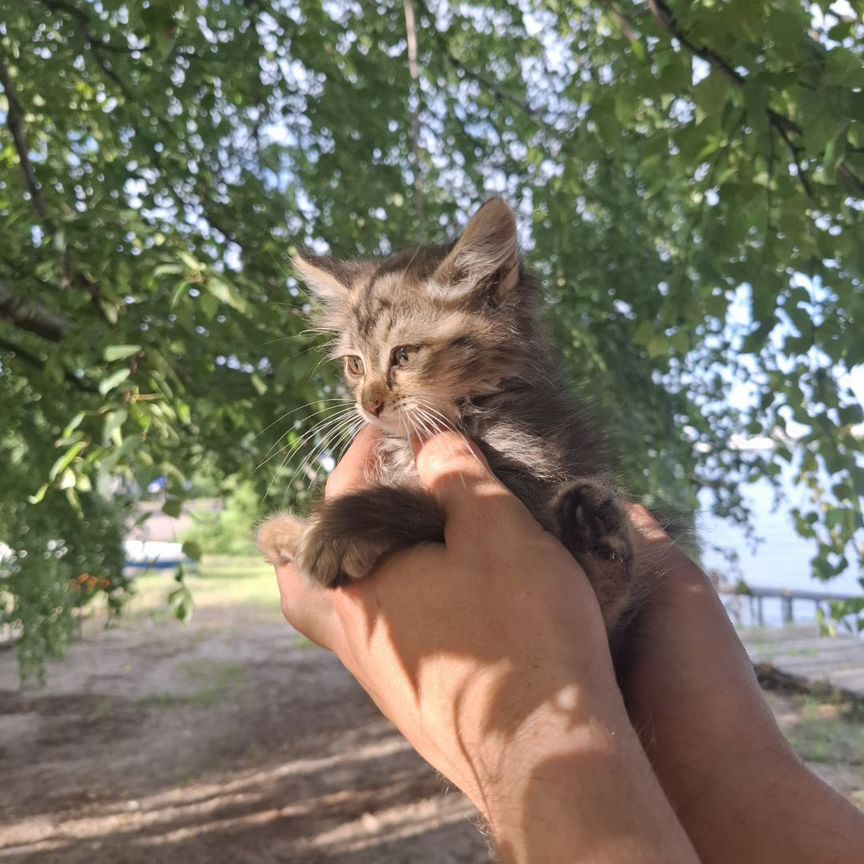 Котята