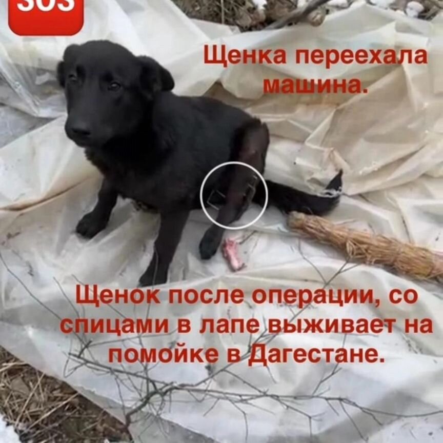 Собака в беде нужен дом