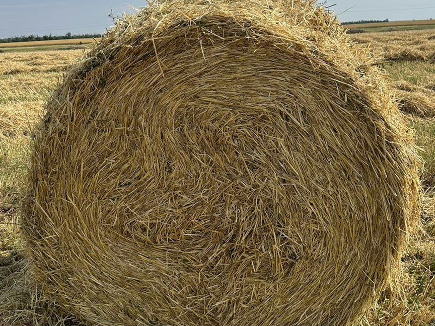 Солома в рулонах ячмень люцерна