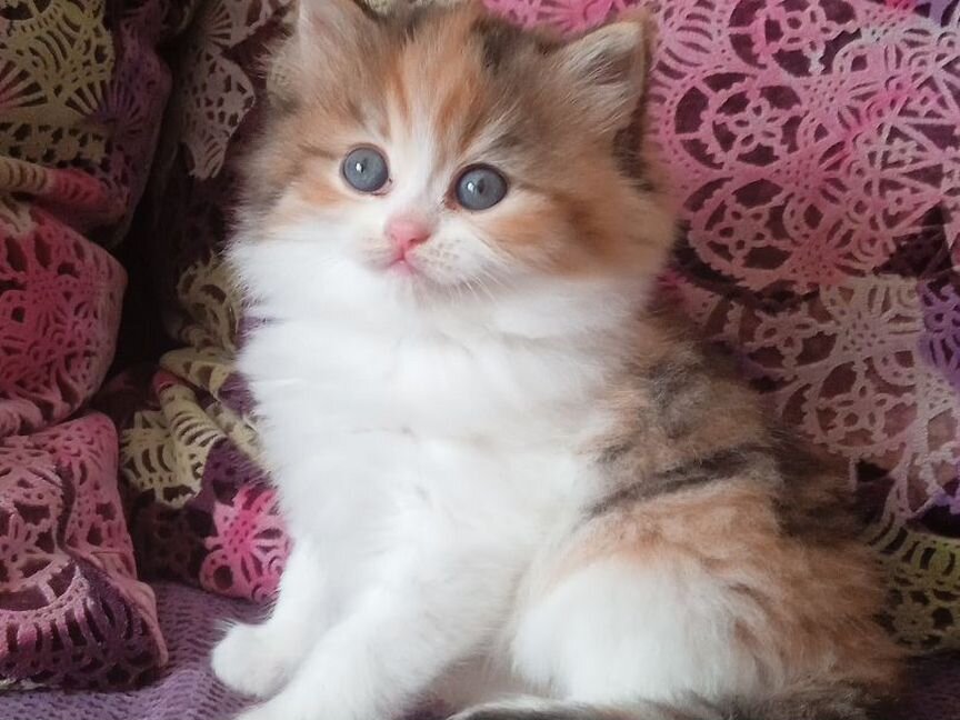 Длинношерстные котята