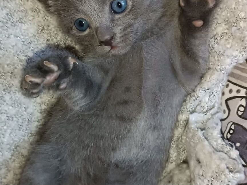 Котята русская голубая