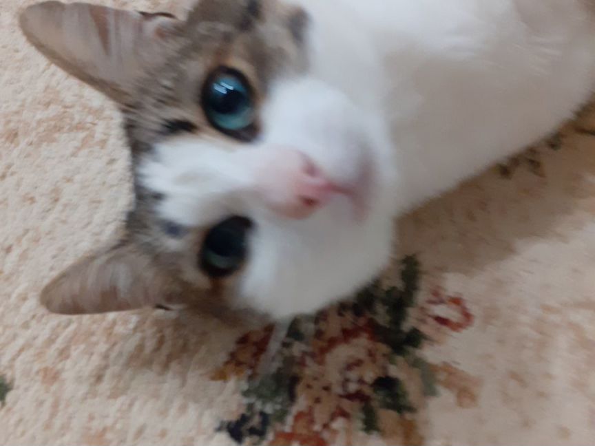 Котик Бася ищет добрых хозяев