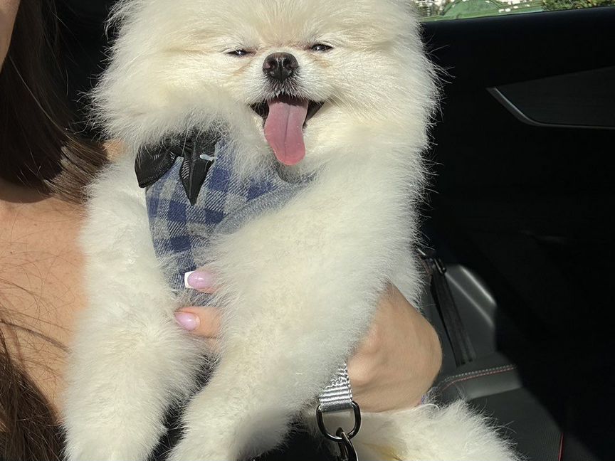 Померанский шпиц мини вязка