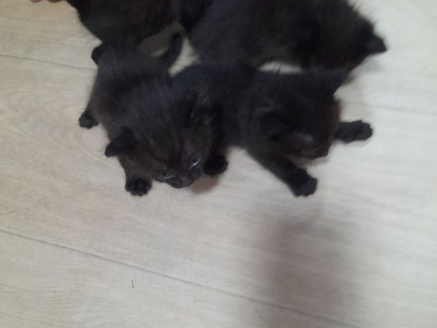 Отдам катят в добрые руки 3 девочки один мальчик