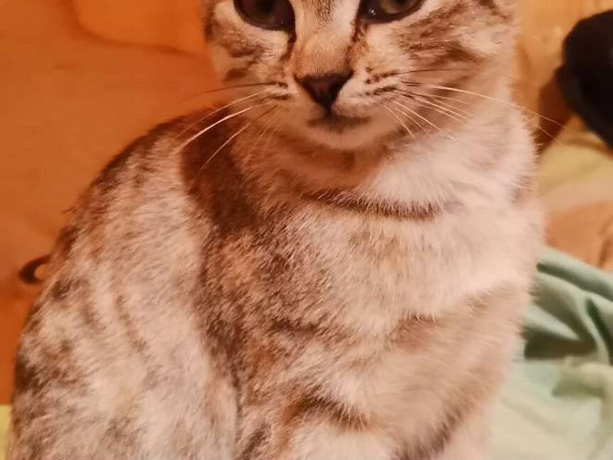 Кошка