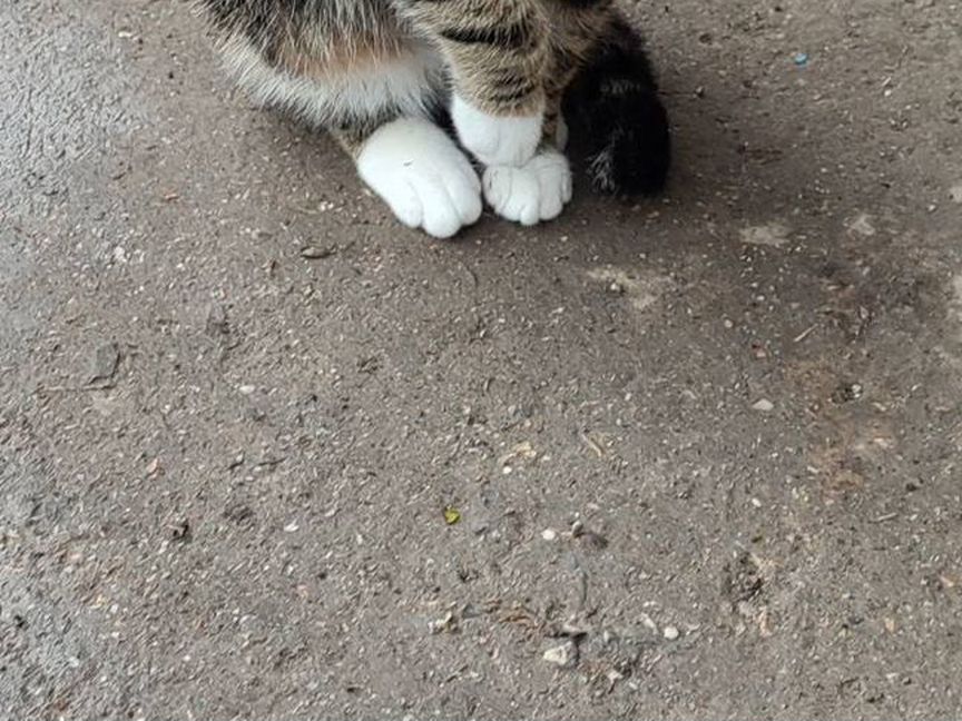 Котик в добрые руки