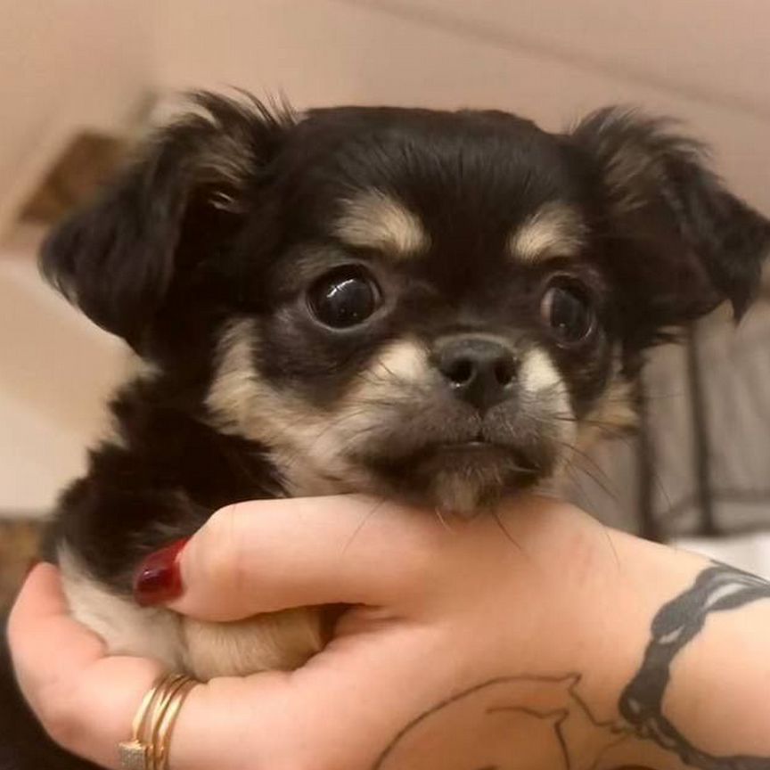 Чихуахуа, щенок