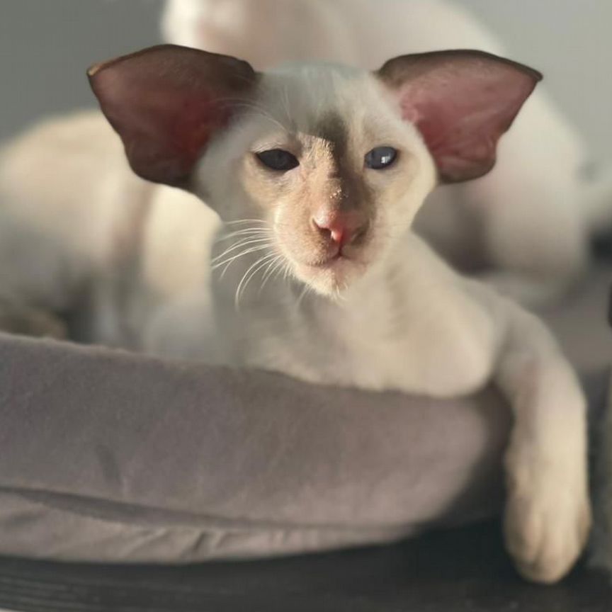Ориентальные котята экстрим