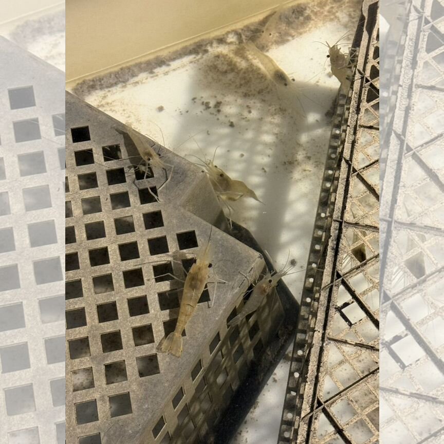 Креветка розенберга