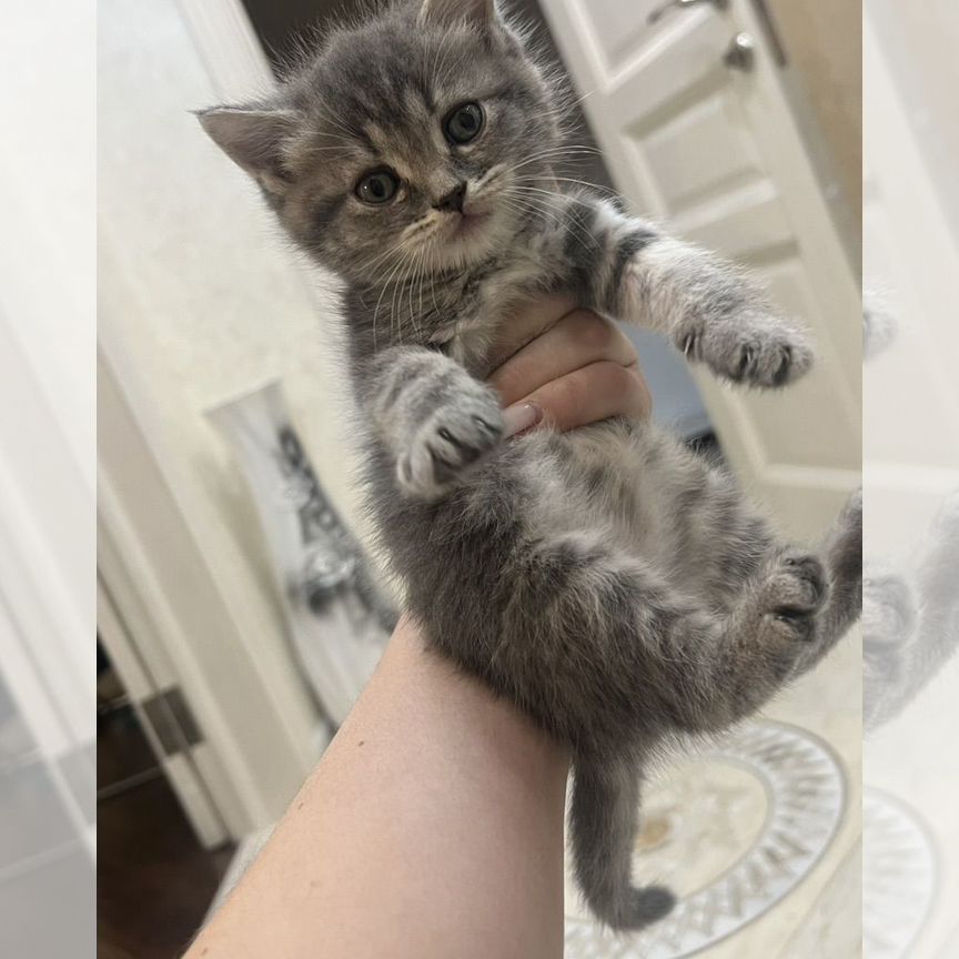 Котенок девочка в добрые руки
