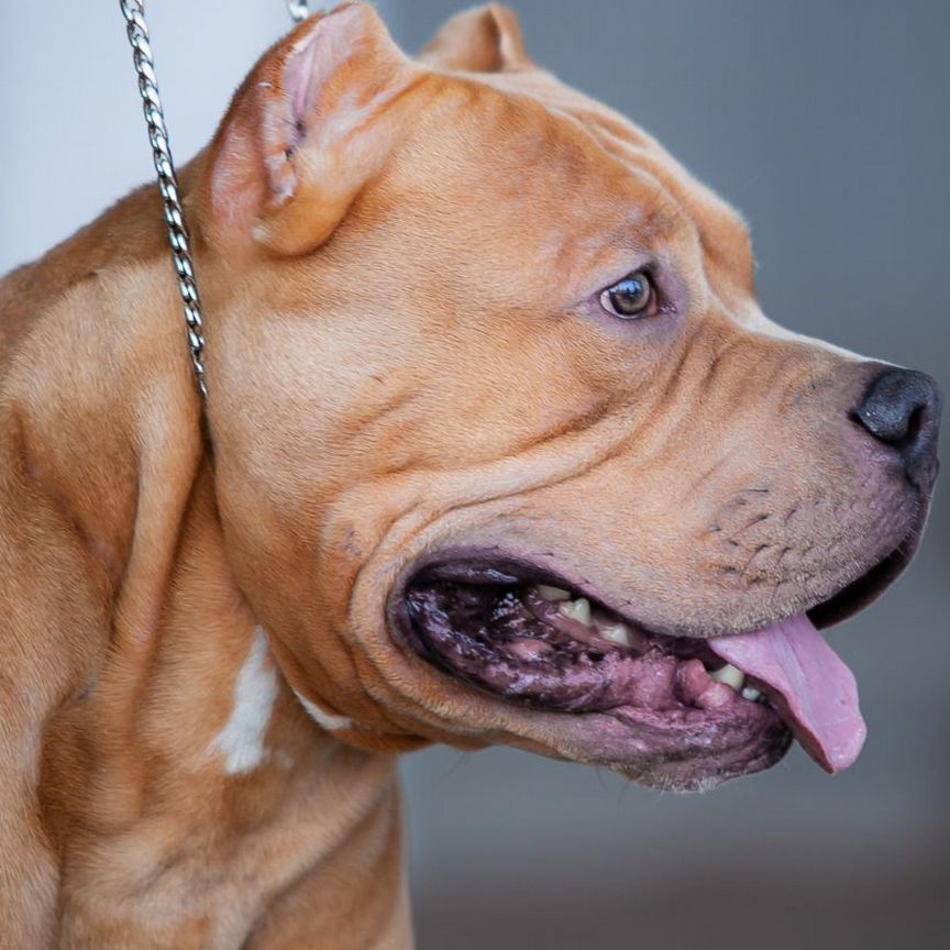 Американский булли, вязка