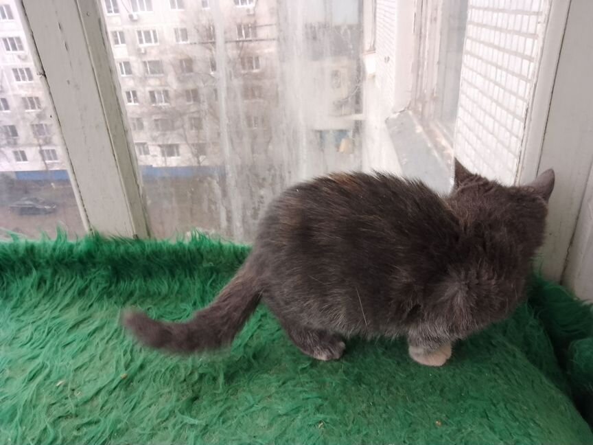 У вас в семье Константин, Меркурий, Екатерина